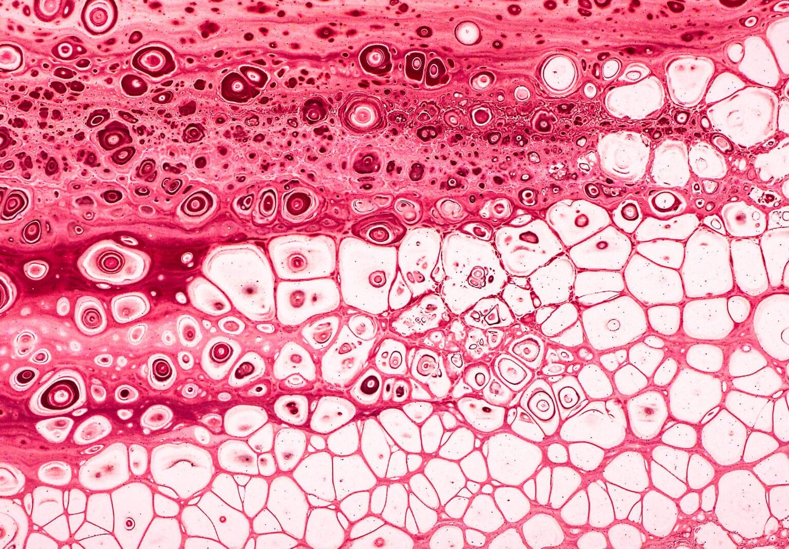 Cell Culture & Research Applications - Genexis Biotech